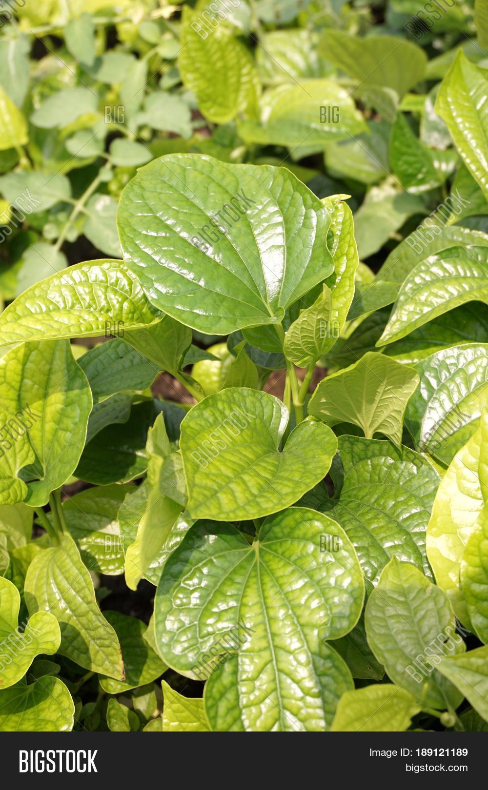 Fresh Green Piper Image & Photo (Free Trial) | Bigstock