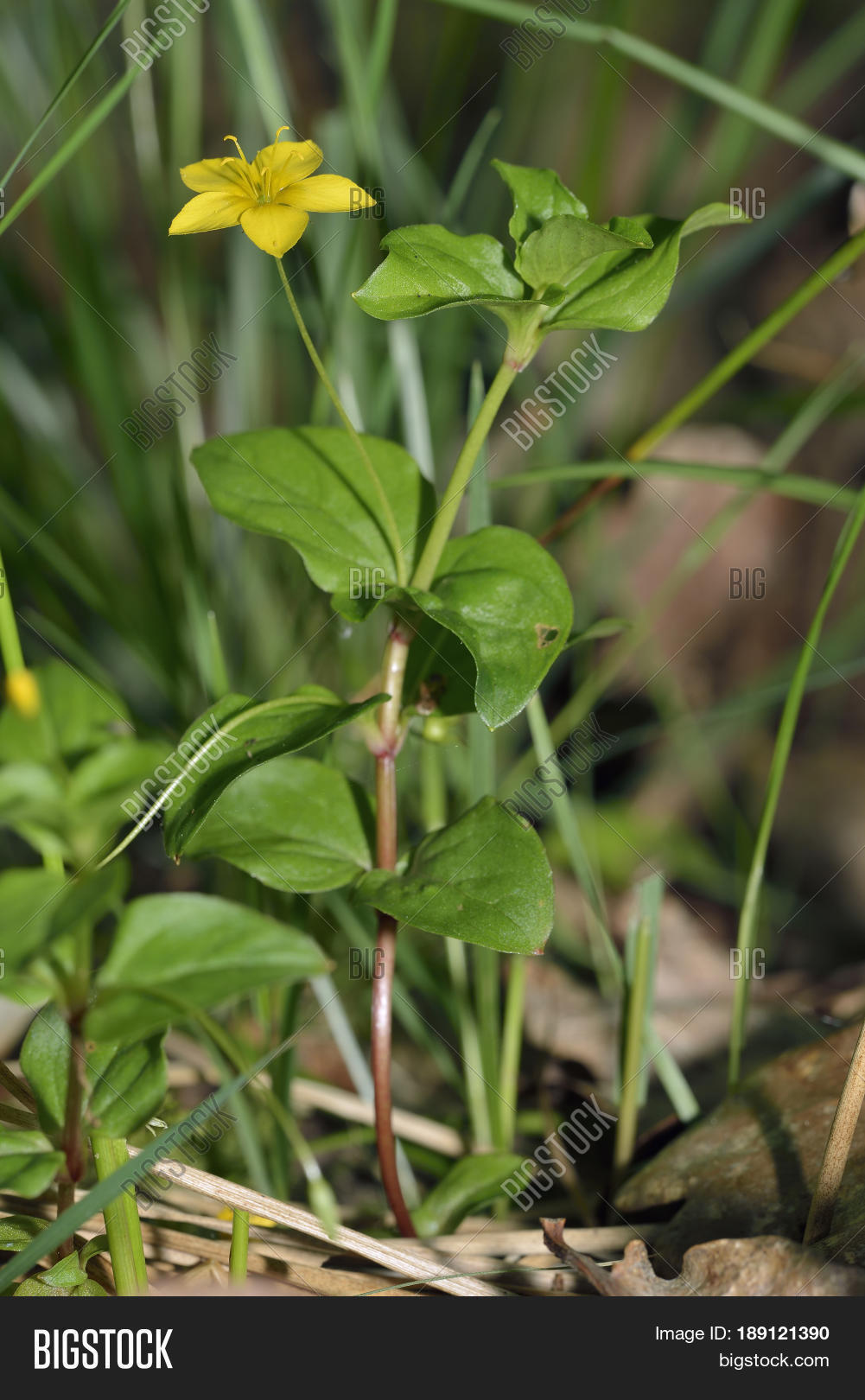 Yellow Pimpernel Image & Photo (Free Trial) | Bigstock