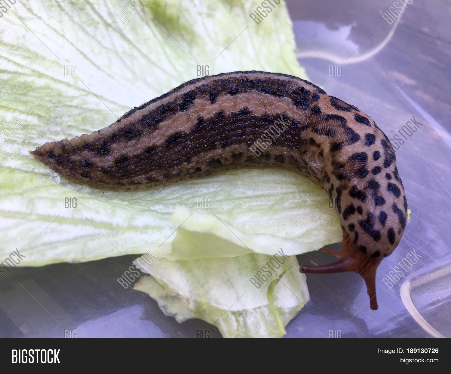 Large Adult Limax Image & Photo (Free Trial) | Bigstock