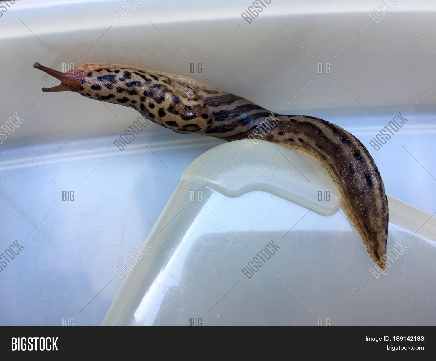 Large Adult Limax Image & Photo (Free Trial) | Bigstock