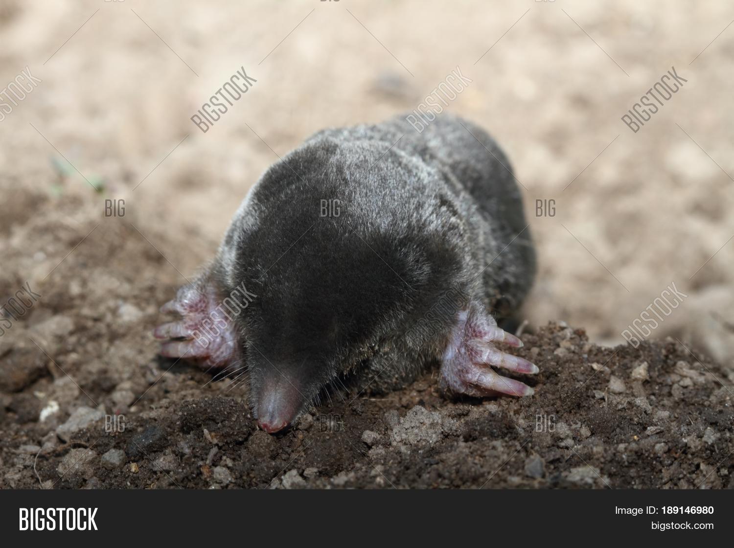 Mole Talpa Europea Image & Photo (Free Trial) | Bigstock