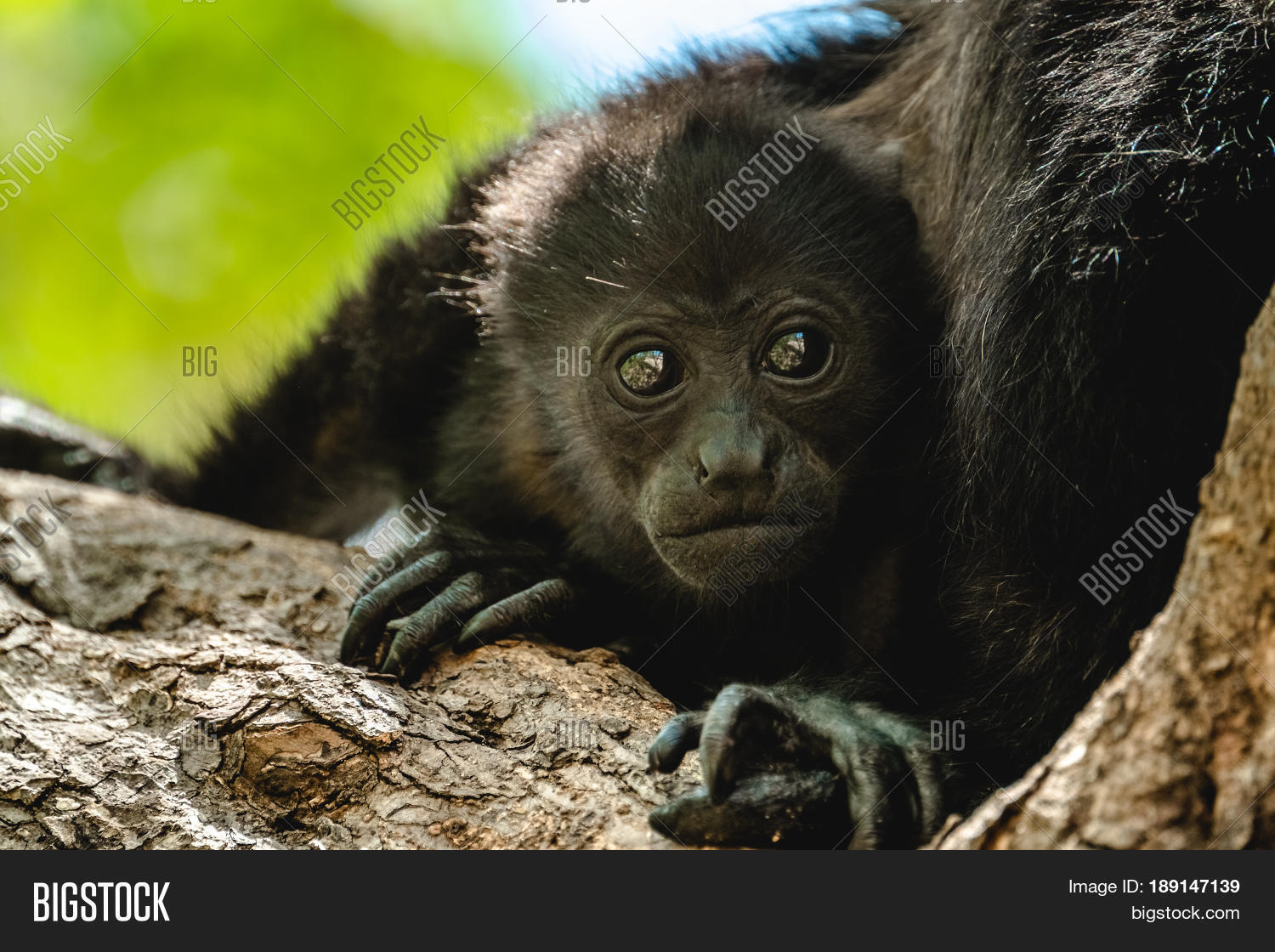 Mantled Howler ( Image & Photo (Free Trial) | Bigstock