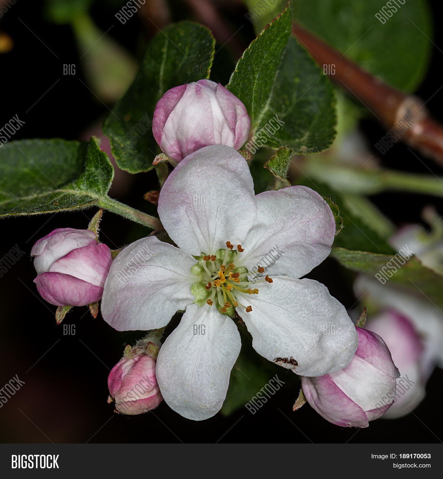 Apple Bud Apple-tree Image & Photo (Free Trial) | Bigstock