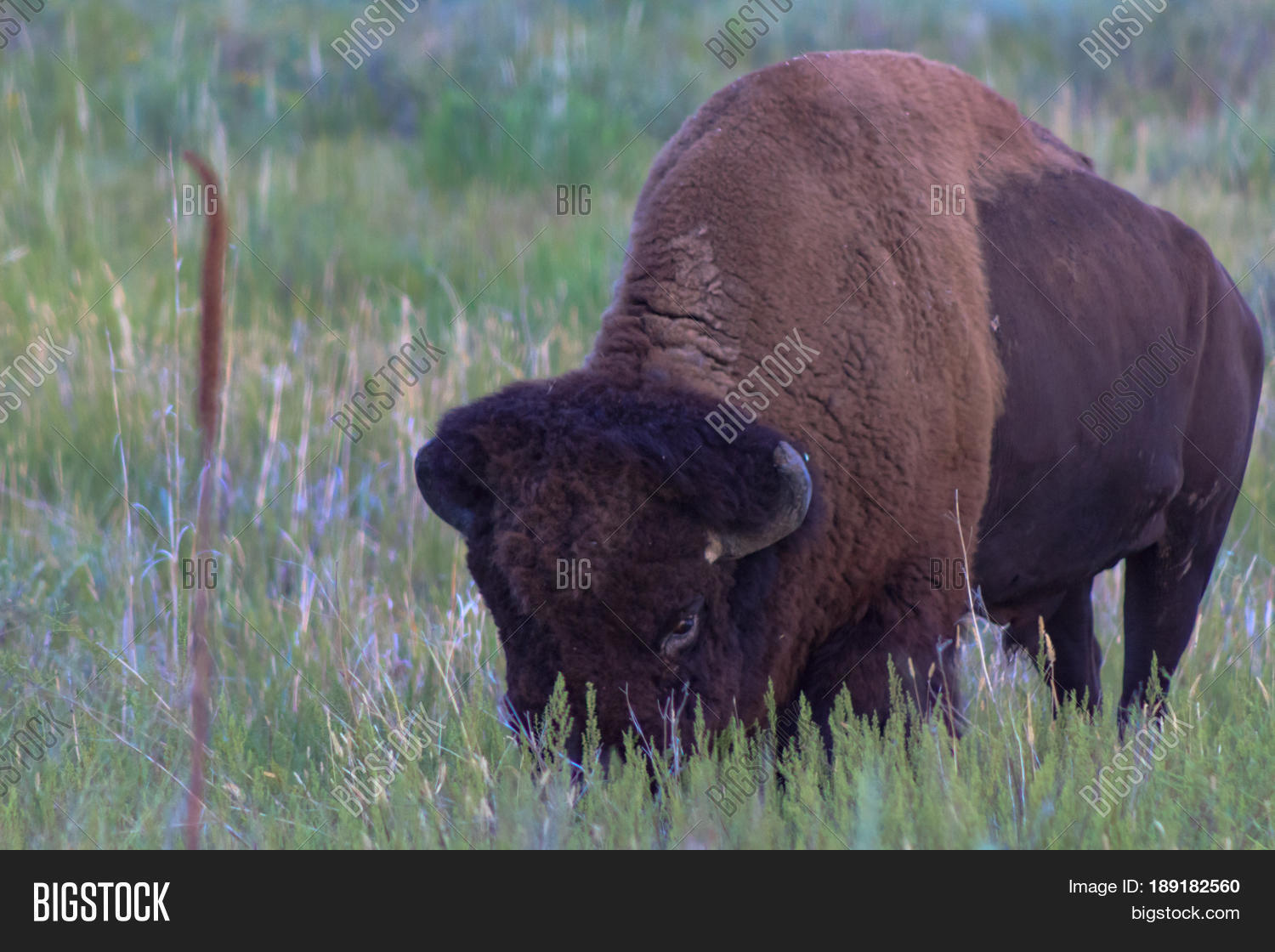 Bison Grazing Grass On Image & Photo (Free Trial) | Bigstock
