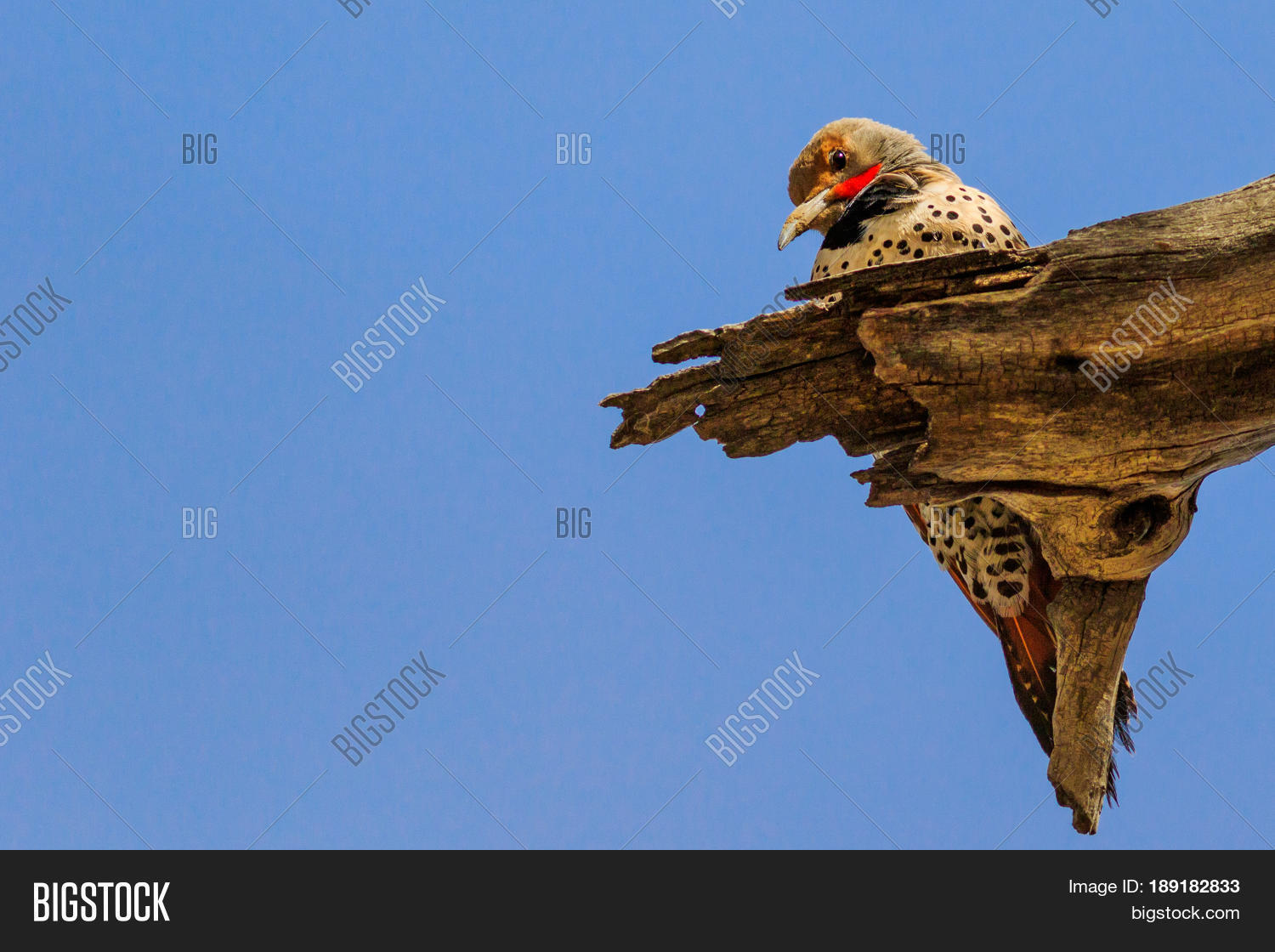 Gilded Flicker Image & Photo (Free Trial) | Bigstock