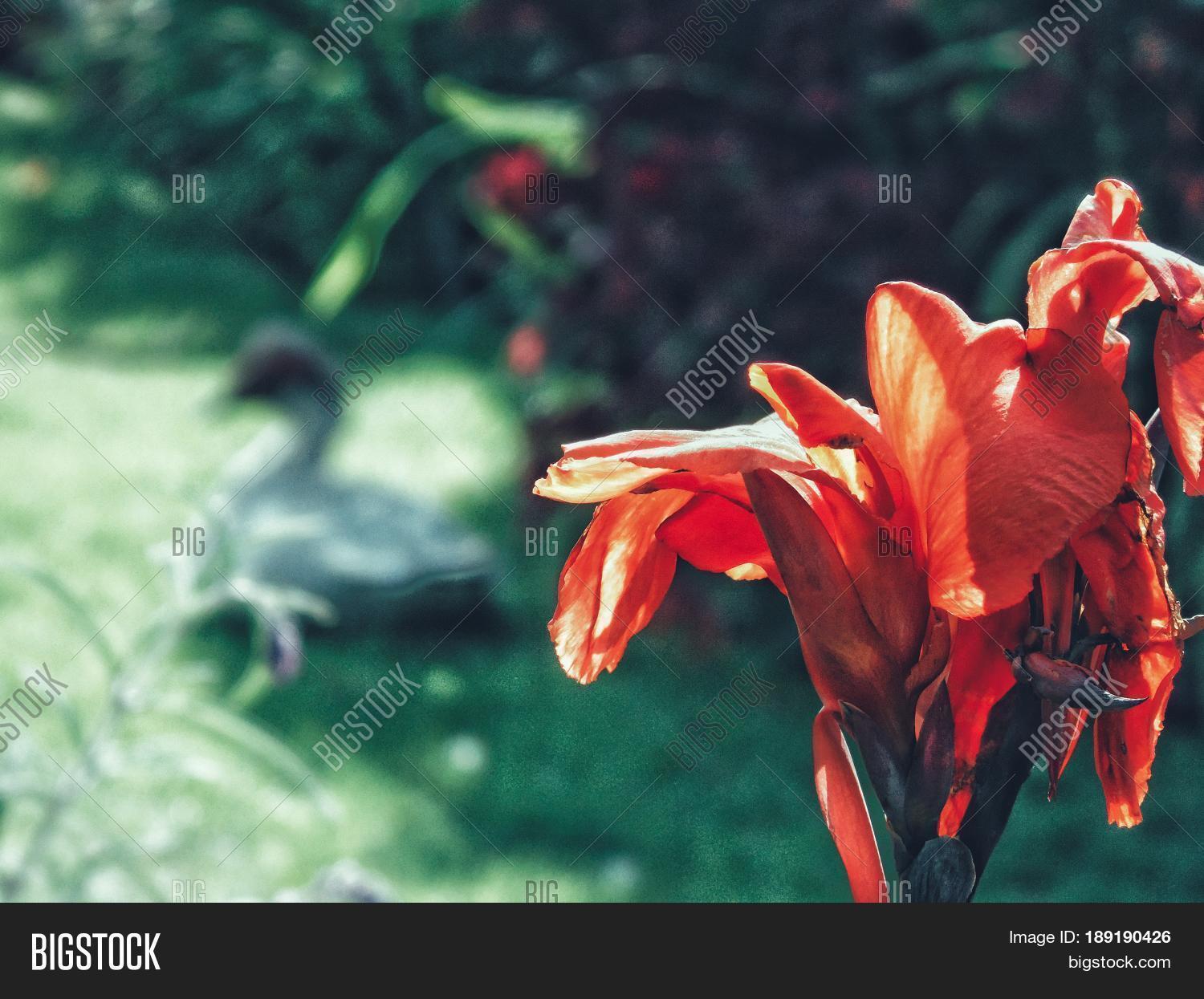 Flor Roja Con Pato Image & Photo (Free Trial) | Bigstock