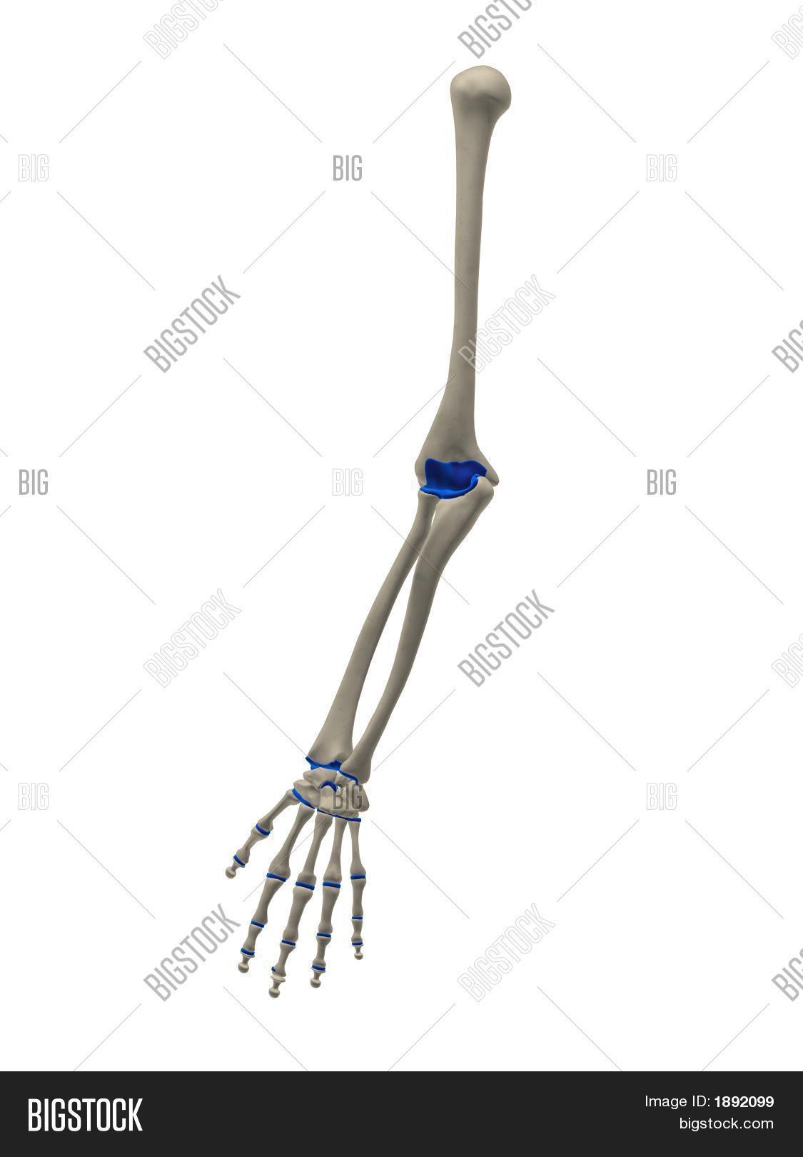 Skeletal Hand Arm Image & Photo (Free Trial) | Bigstock