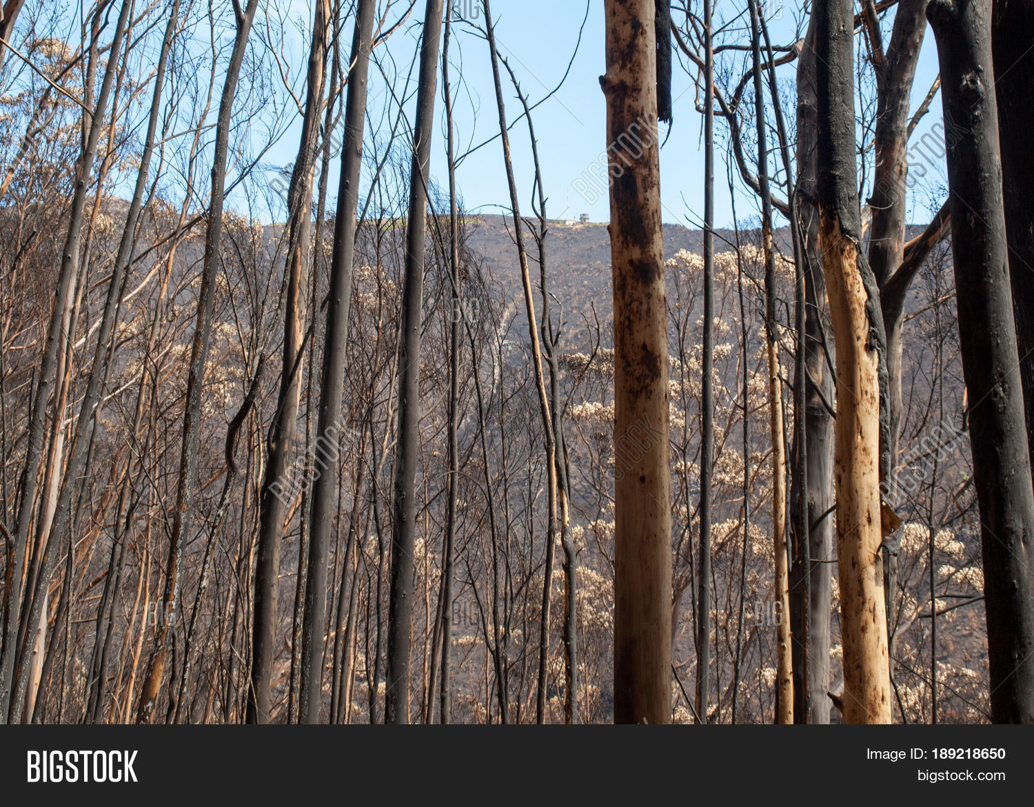 World Heritage Forests Image & Photo (Free Trial) | Bigstock