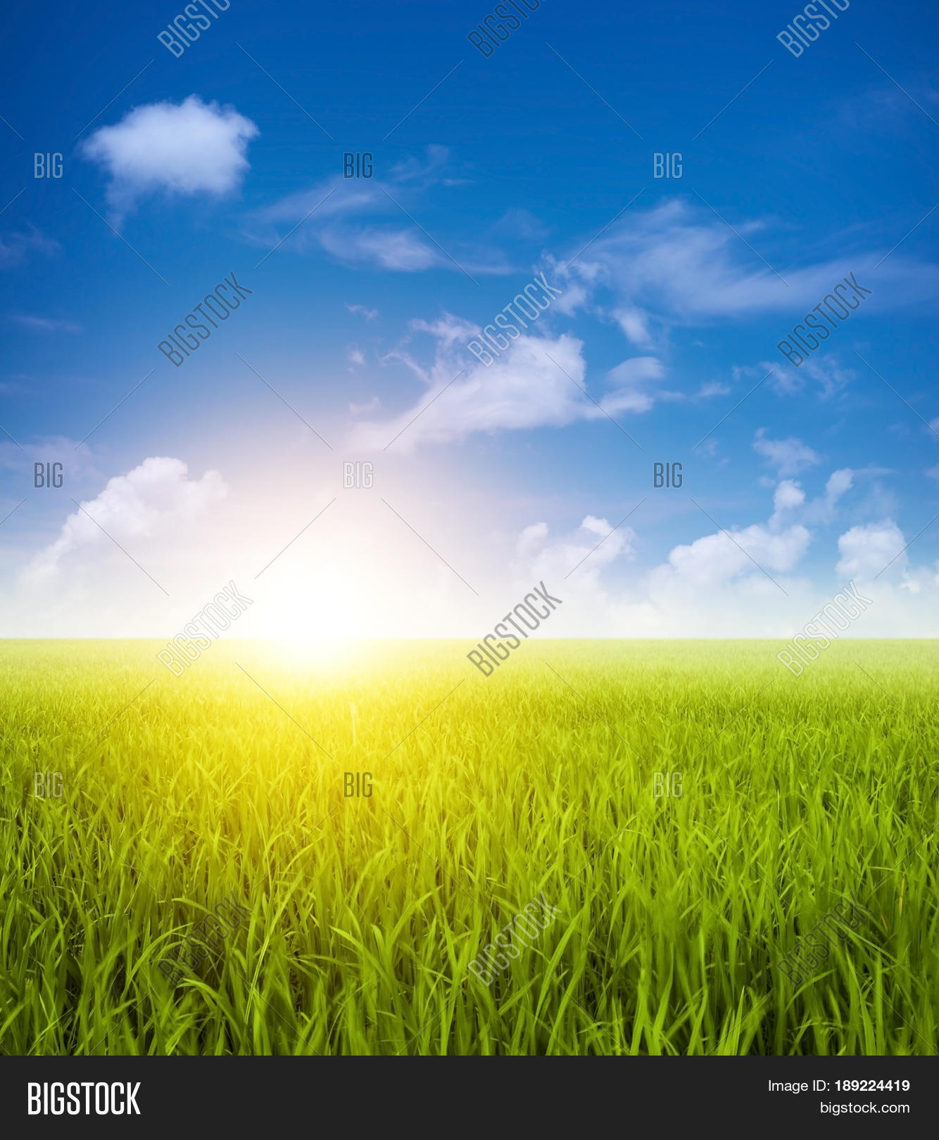 Paddy Fields Landscape Image & Photo (Free Trial) | Bigstock