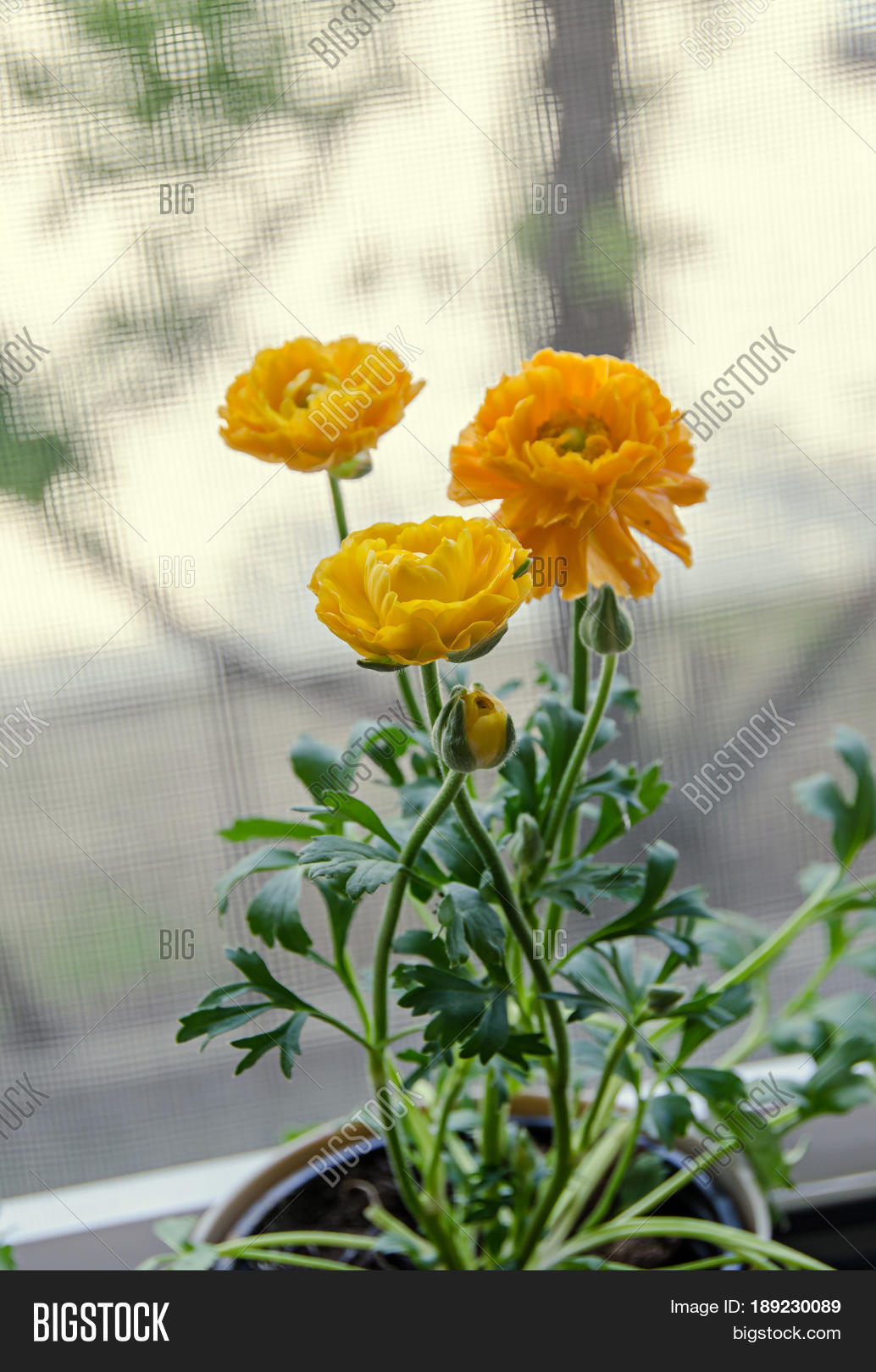 Yellow Ranunculus Image & Photo (Free Trial) | Bigstock