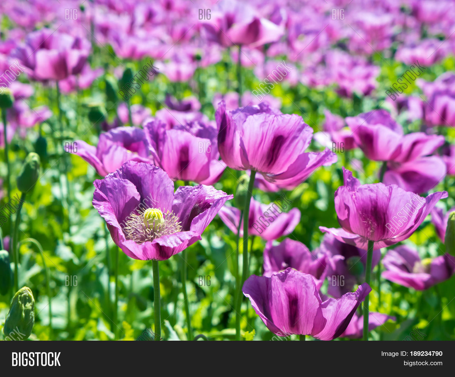 Papaver Somniferum Field