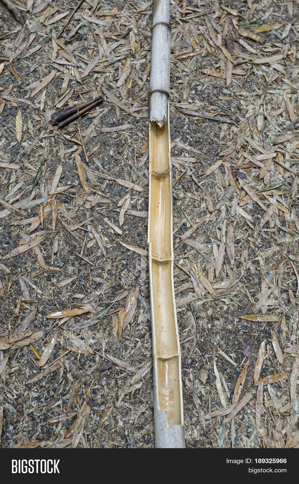 Bamboo Cross Section Image & Photo (Free Trial) | Bigstock