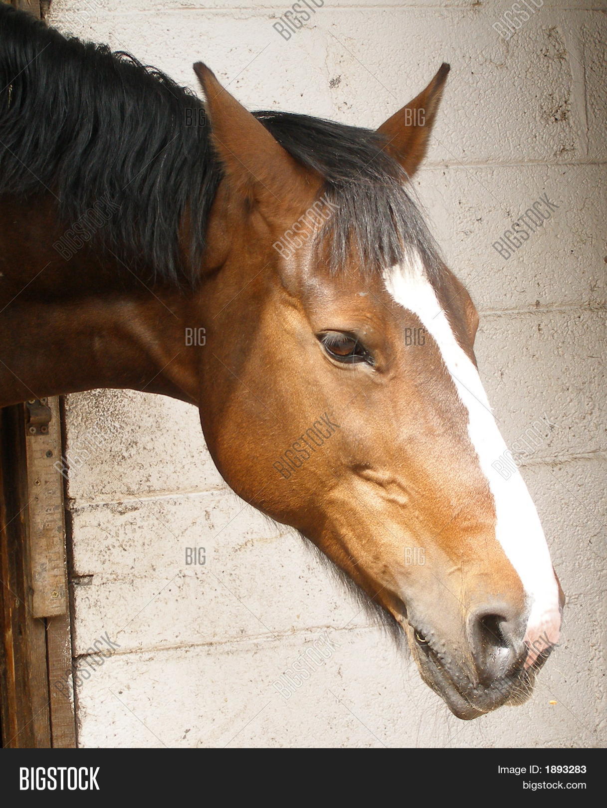 Horse Head Image & Photo (Free Trial) | Bigstock