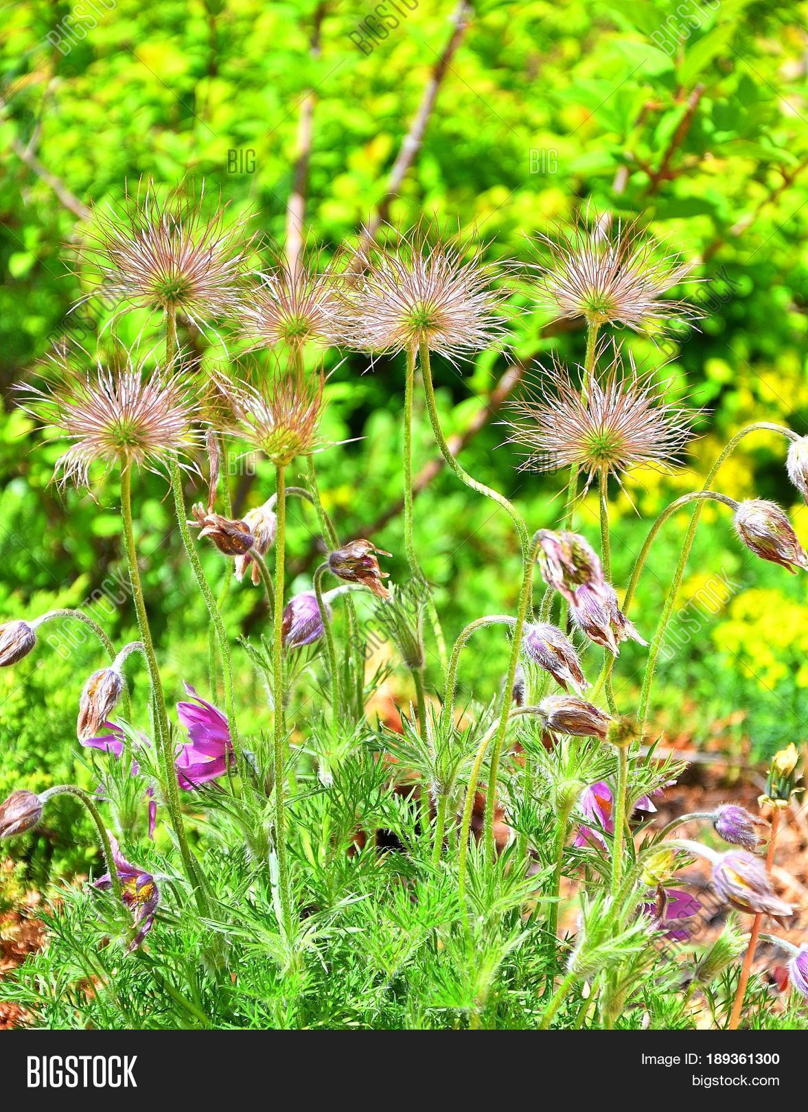 Sleep-grass Pulsatilla Image & Photo (Free Trial) | Bigstock