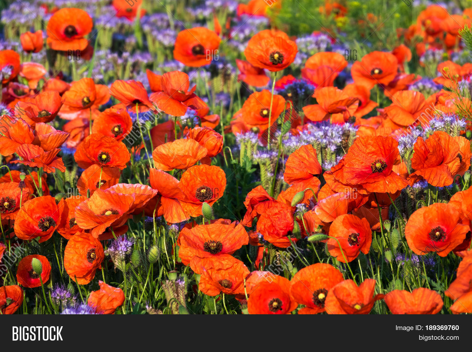 Poppy Flowers Field Image & Photo (Free Trial) | Bigstock