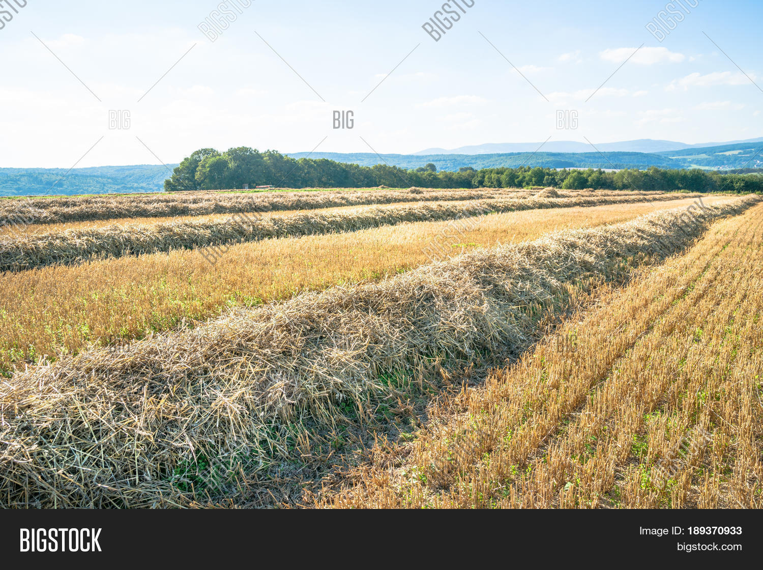 Stubble Field Image & Photo (Free Trial) | Bigstock