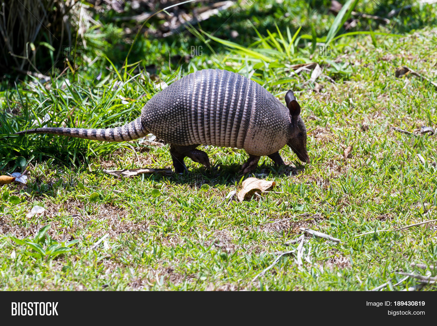 Nine-banded Armadillo Image & Photo (Free Trial) | Bigstock