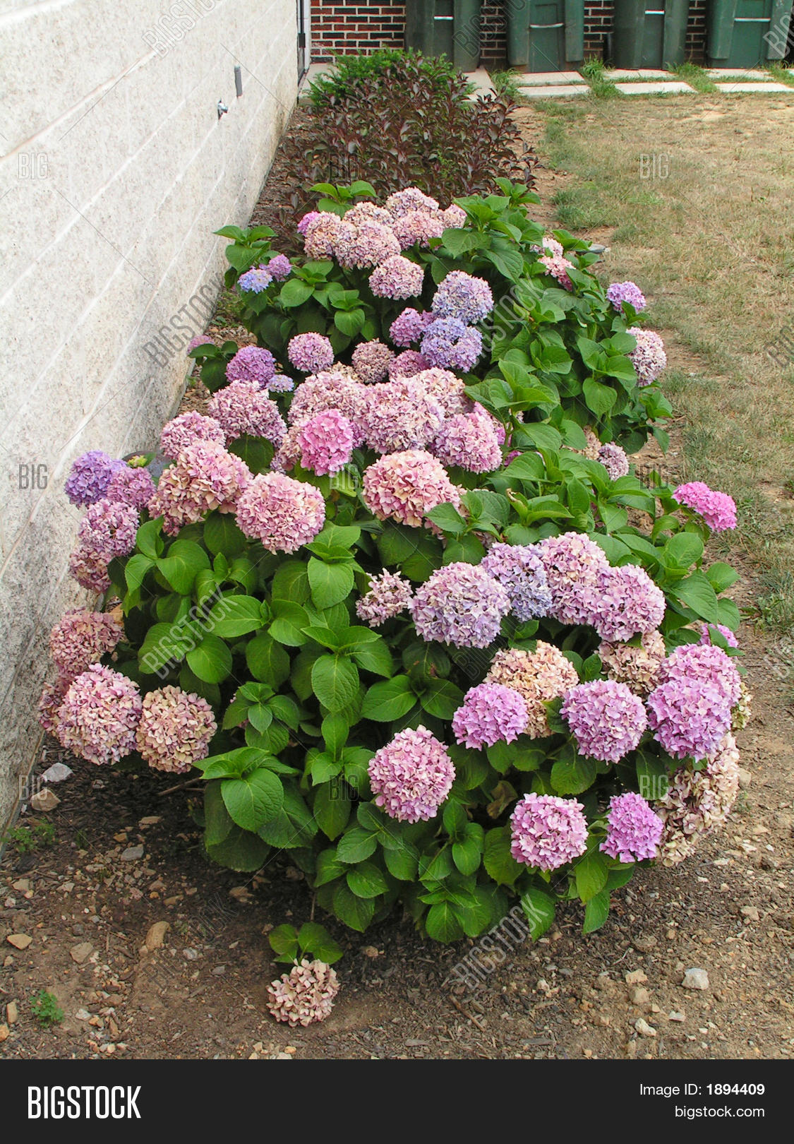 Hydrangea Shrubs Along Image & Photo (Free Trial) | Bigstock