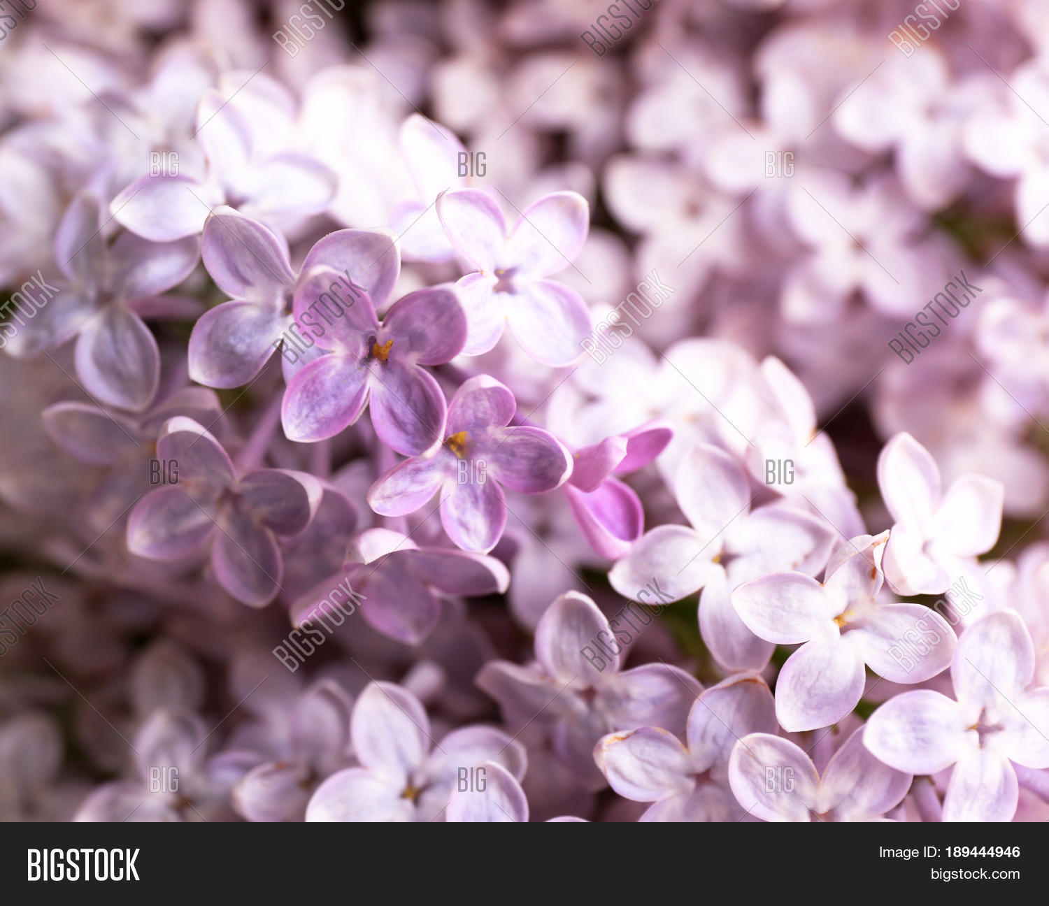 Bunch Beautiful Lilac Image & Photo (Free Trial) | Bigstock