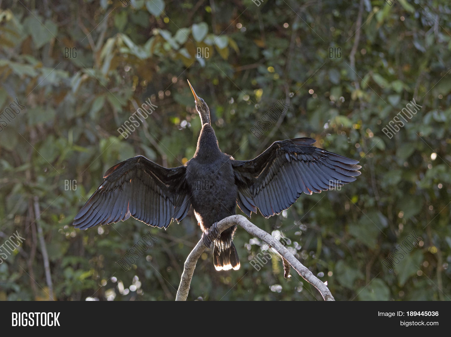 Anhinga Drying Wings Image & Photo (Free Trial) | Bigstock