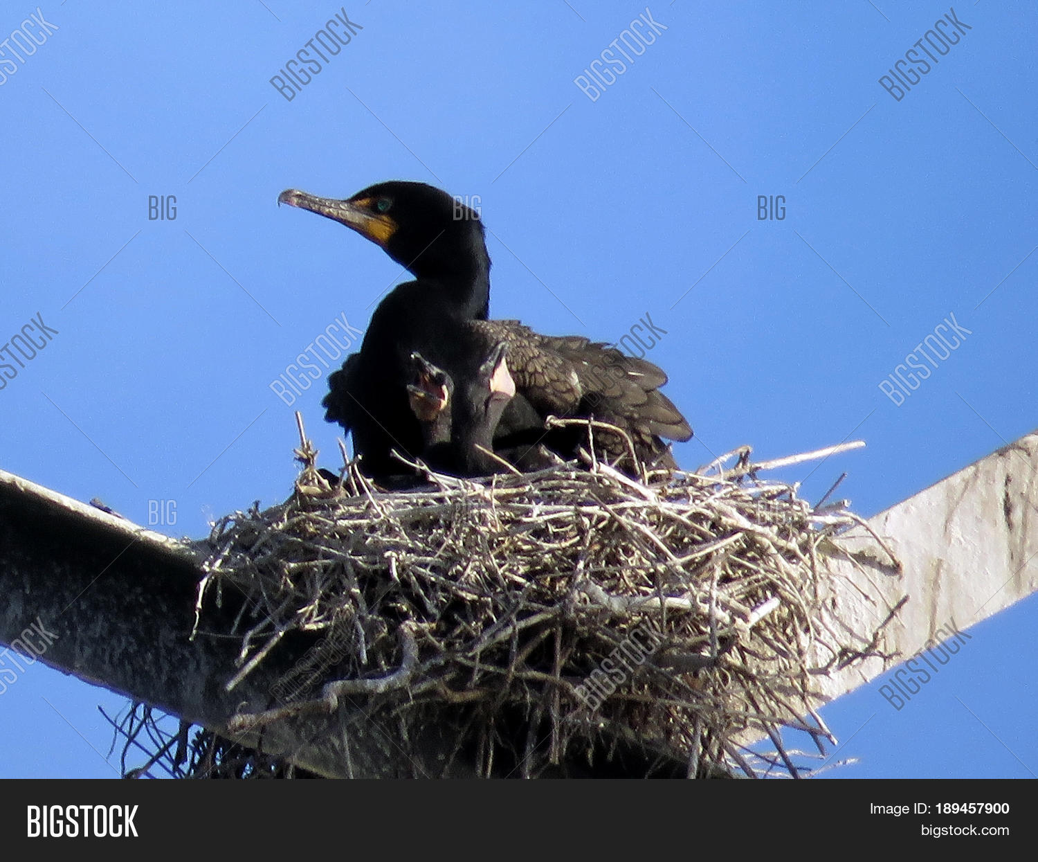 Cormorant Chicks Nest Image & Photo (Free Trial) | Bigstock