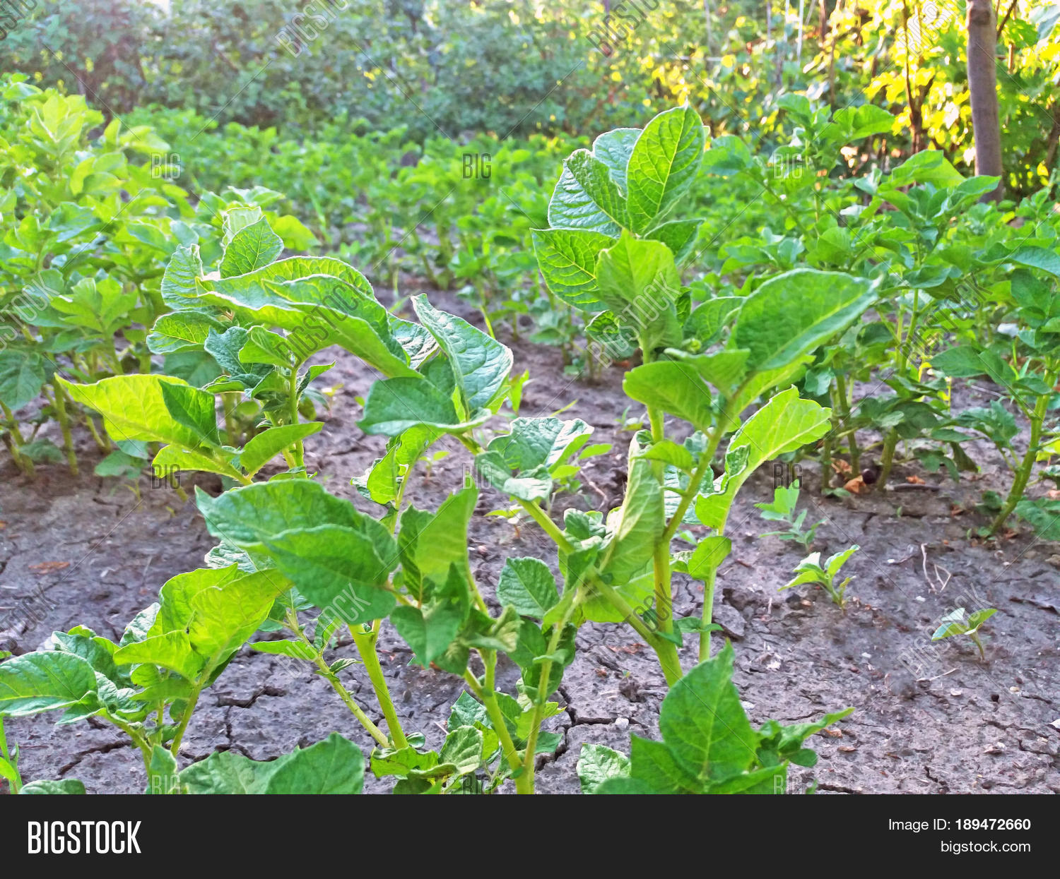 Small Potato Plants Image & Photo (Free Trial) | Bigstock