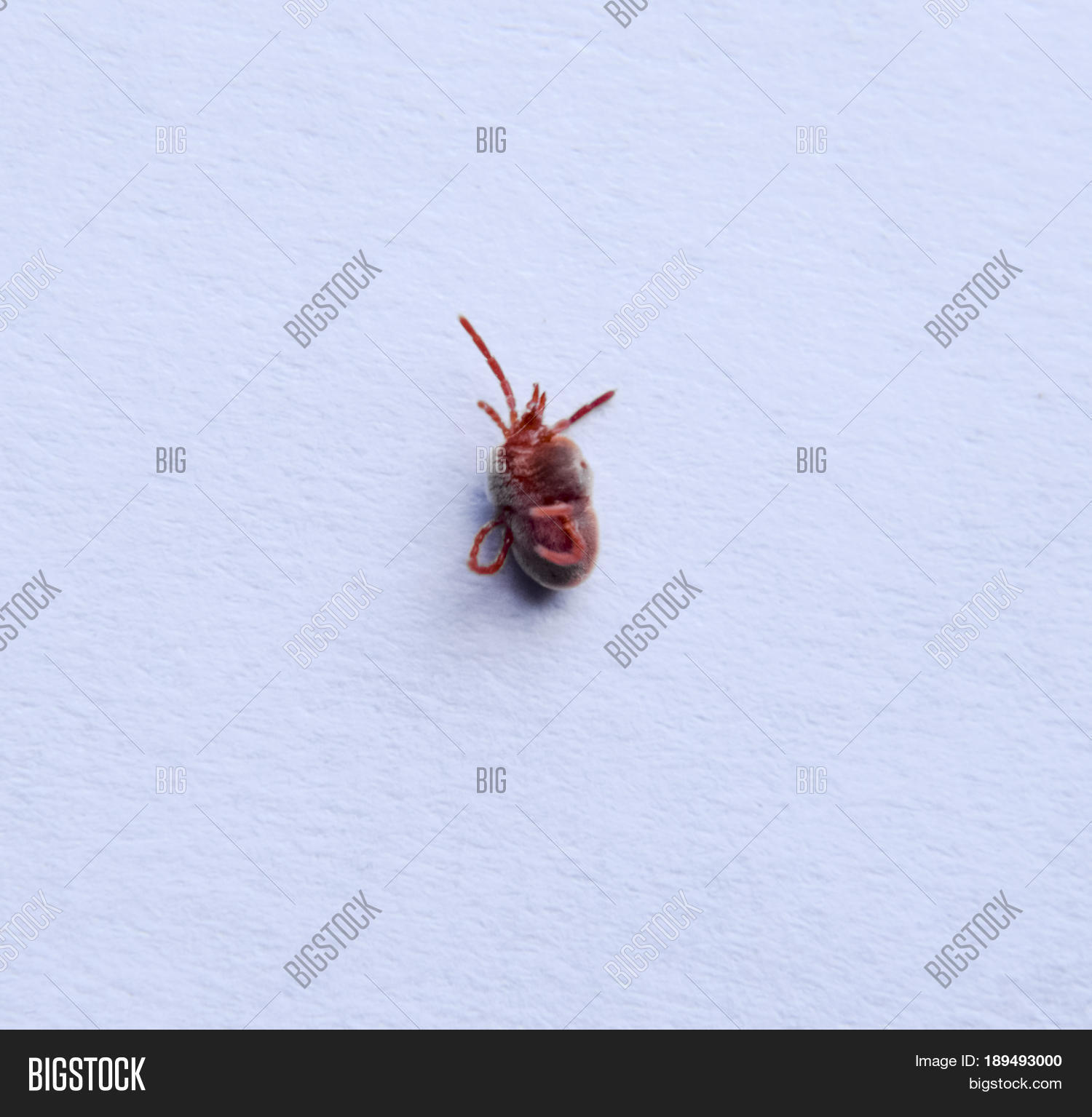 Red Velvet Mite On Image & Photo (Free Trial) | Bigstock