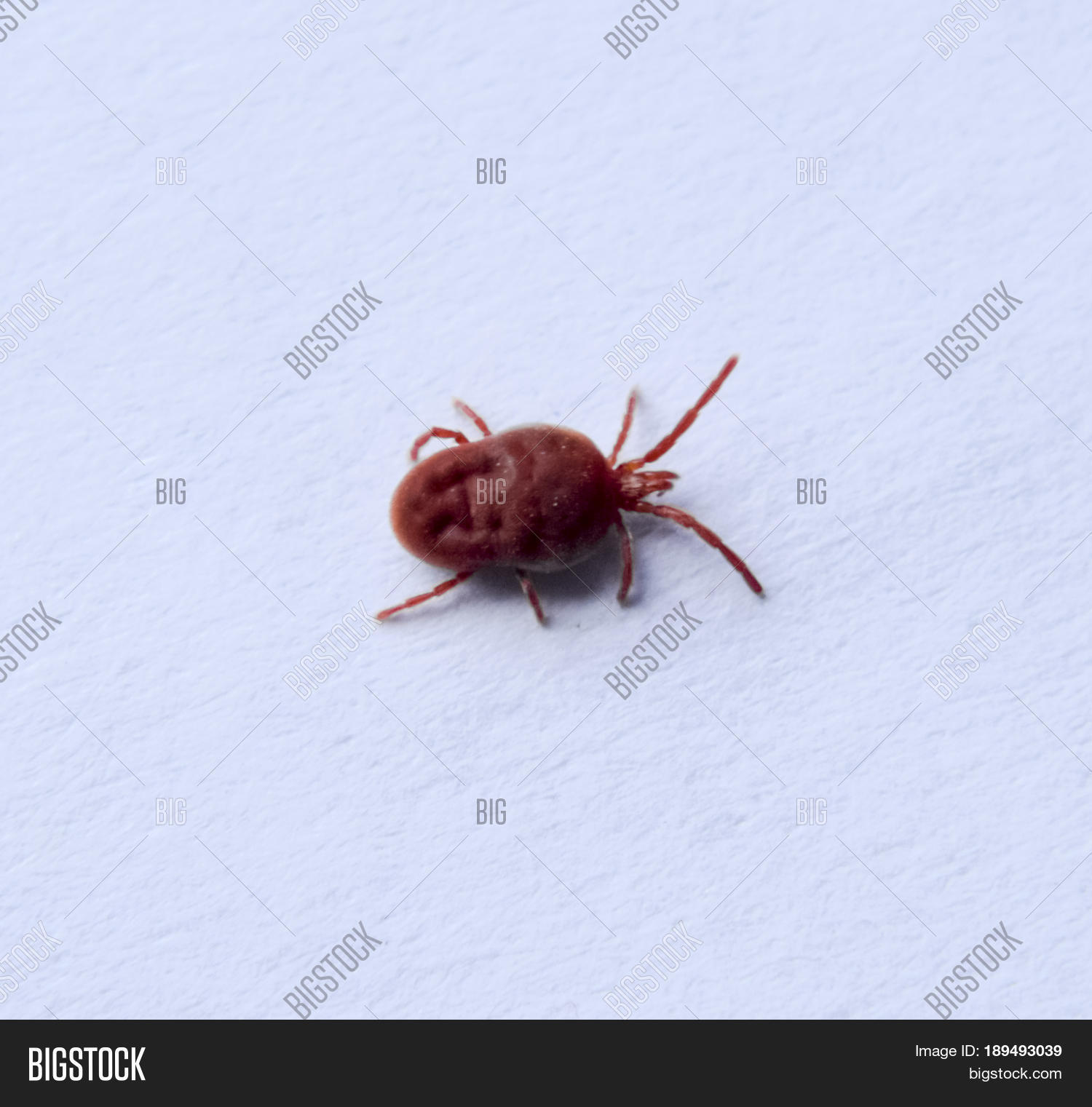 Red Velvet Mite On Image & Photo (Free Trial) | Bigstock