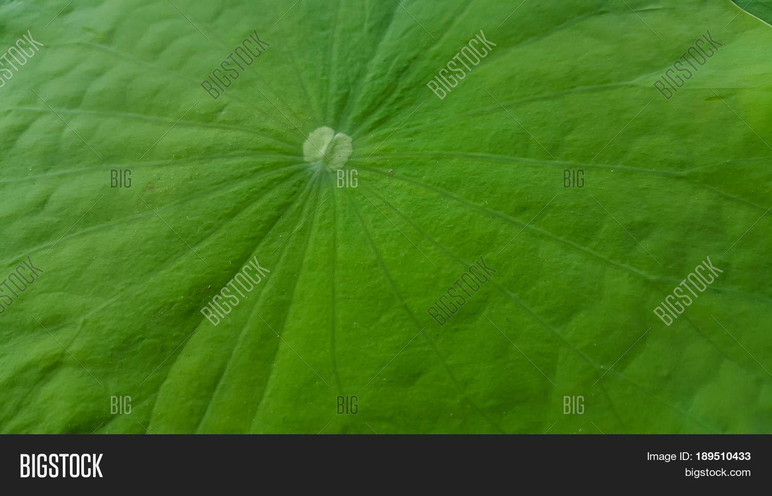 Texture Lotus Leaf Image & Photo (Free Trial) | Bigstock