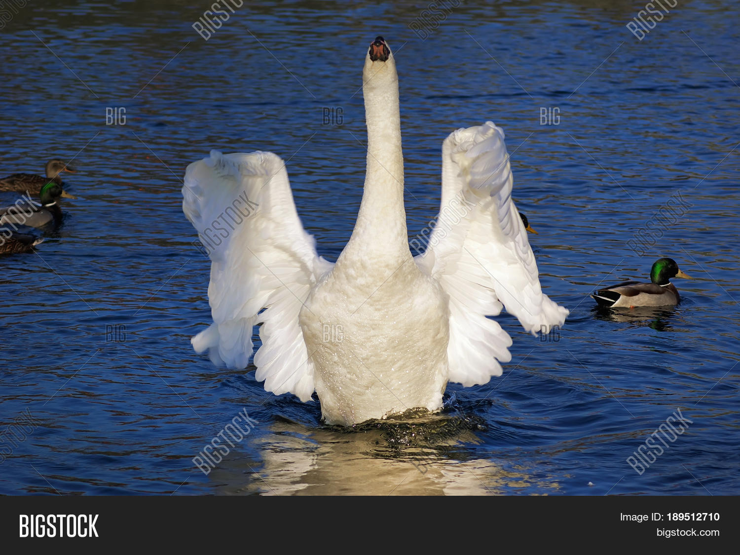 Beautiful Graceful Image & Photo (Free Trial) | Bigstock