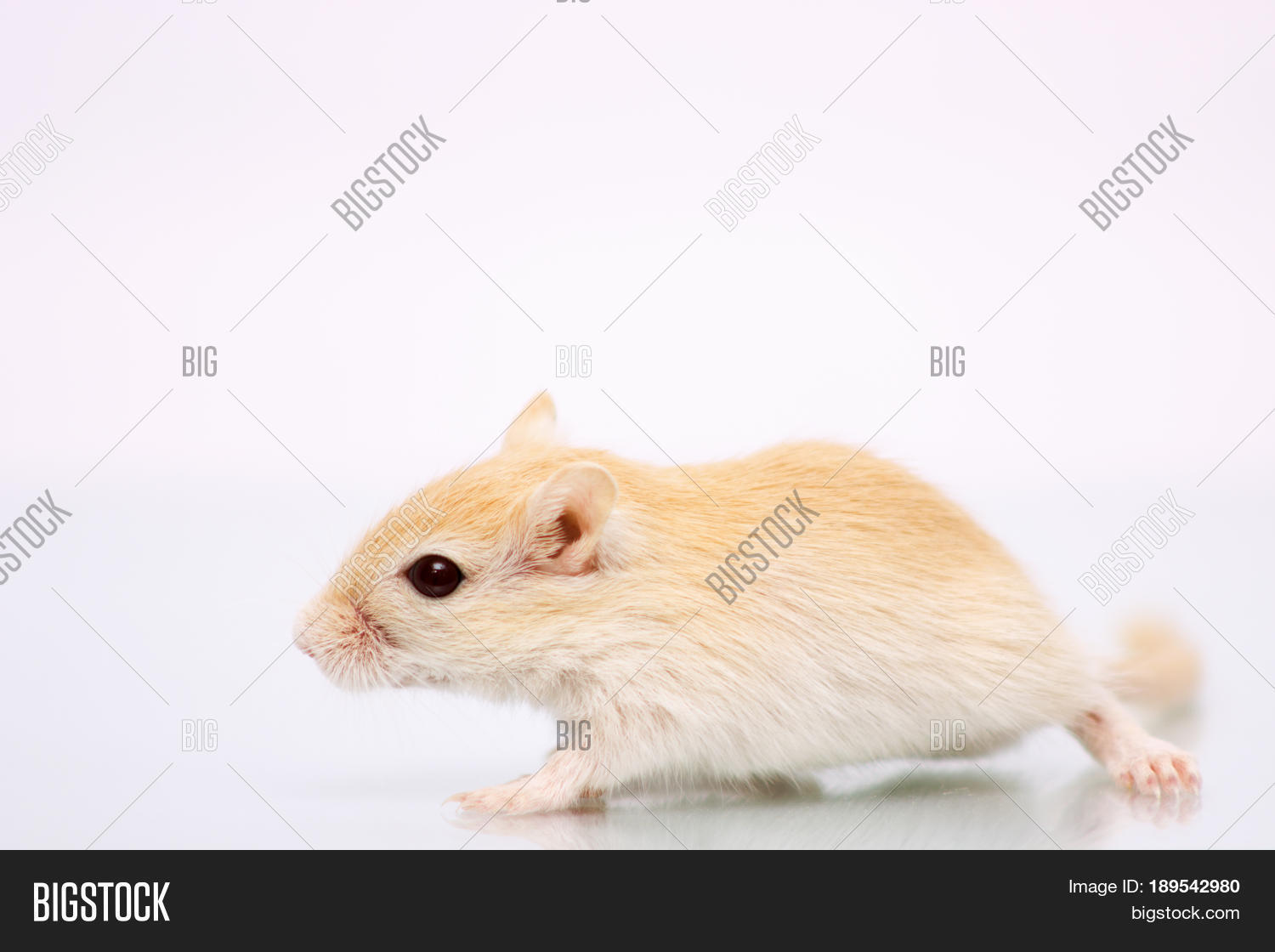 Gerbil - Cute Pet Image & Photo (Free Trial) | Bigstock