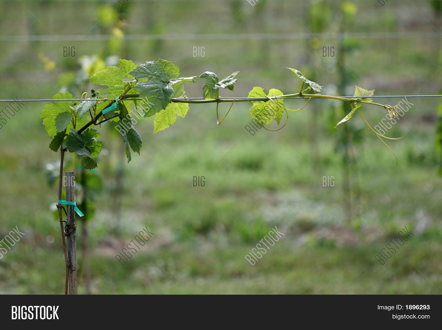 Individual Grape Vine Image & Photo (Free Trial) | Bigstock