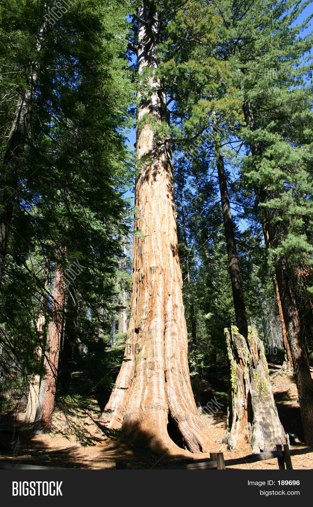 Giant Sequoia's Image & Photo (Free Trial) | Bigstock