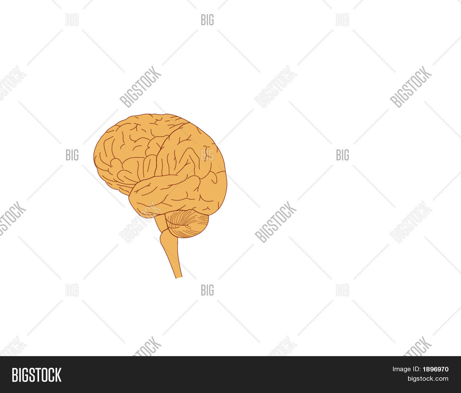Brain Illustration Vector & Photo (Free Trial) | Bigstock