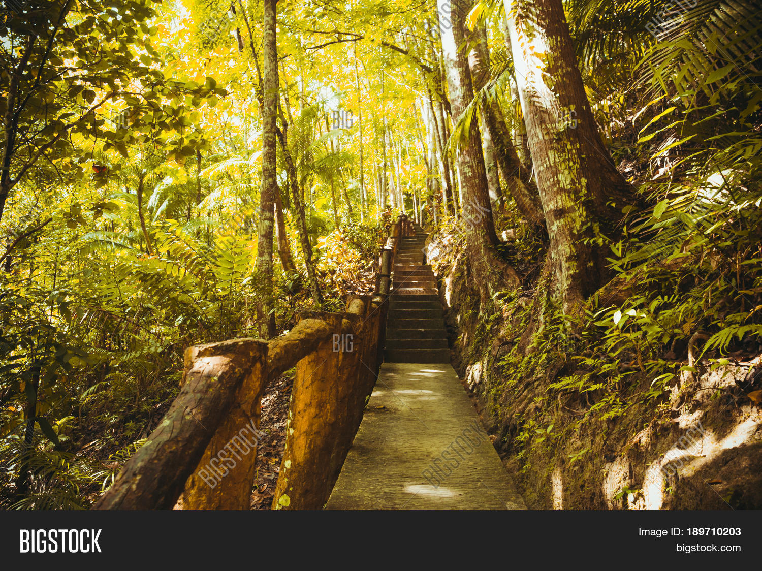 Forest Trail Landscape Image & Photo (Free Trial) | Bigstock