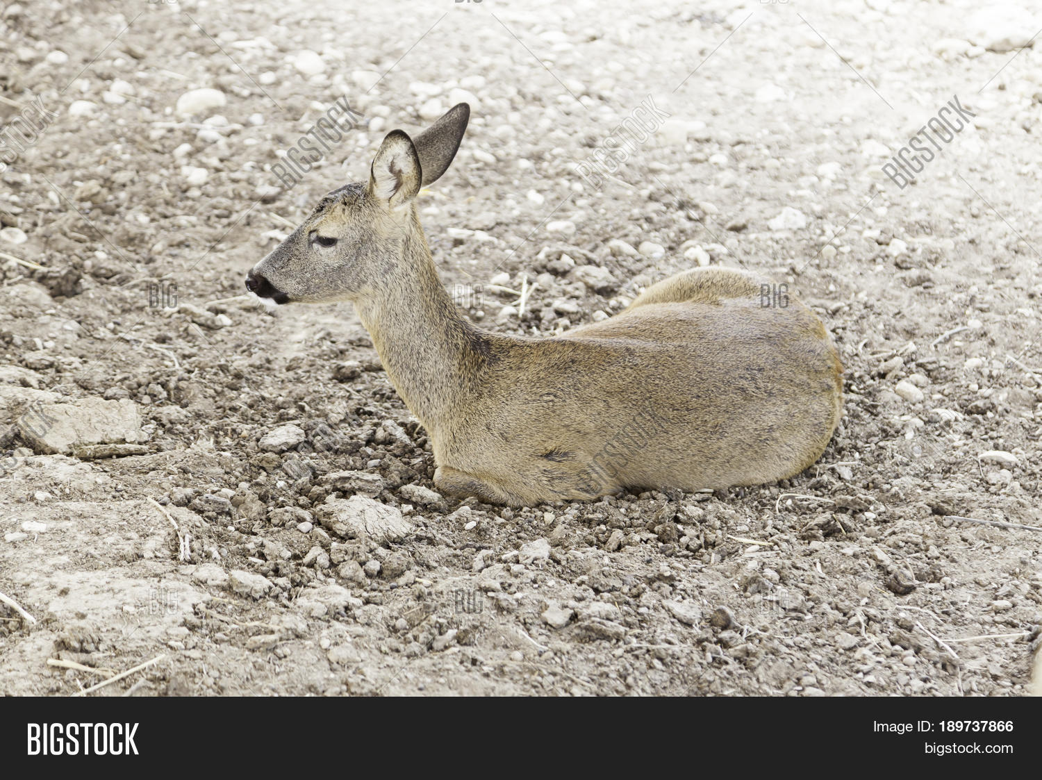 Young Buck Wild Image & Photo (Free Trial) | Bigstock