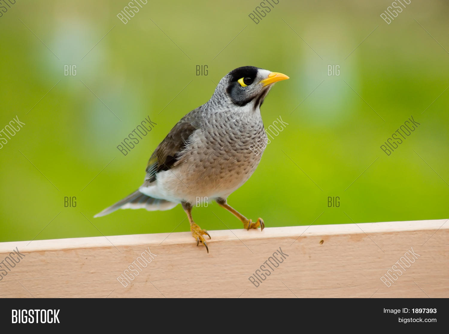 Noisy Miner Bird Image & Photo (Free Trial) | Bigstock