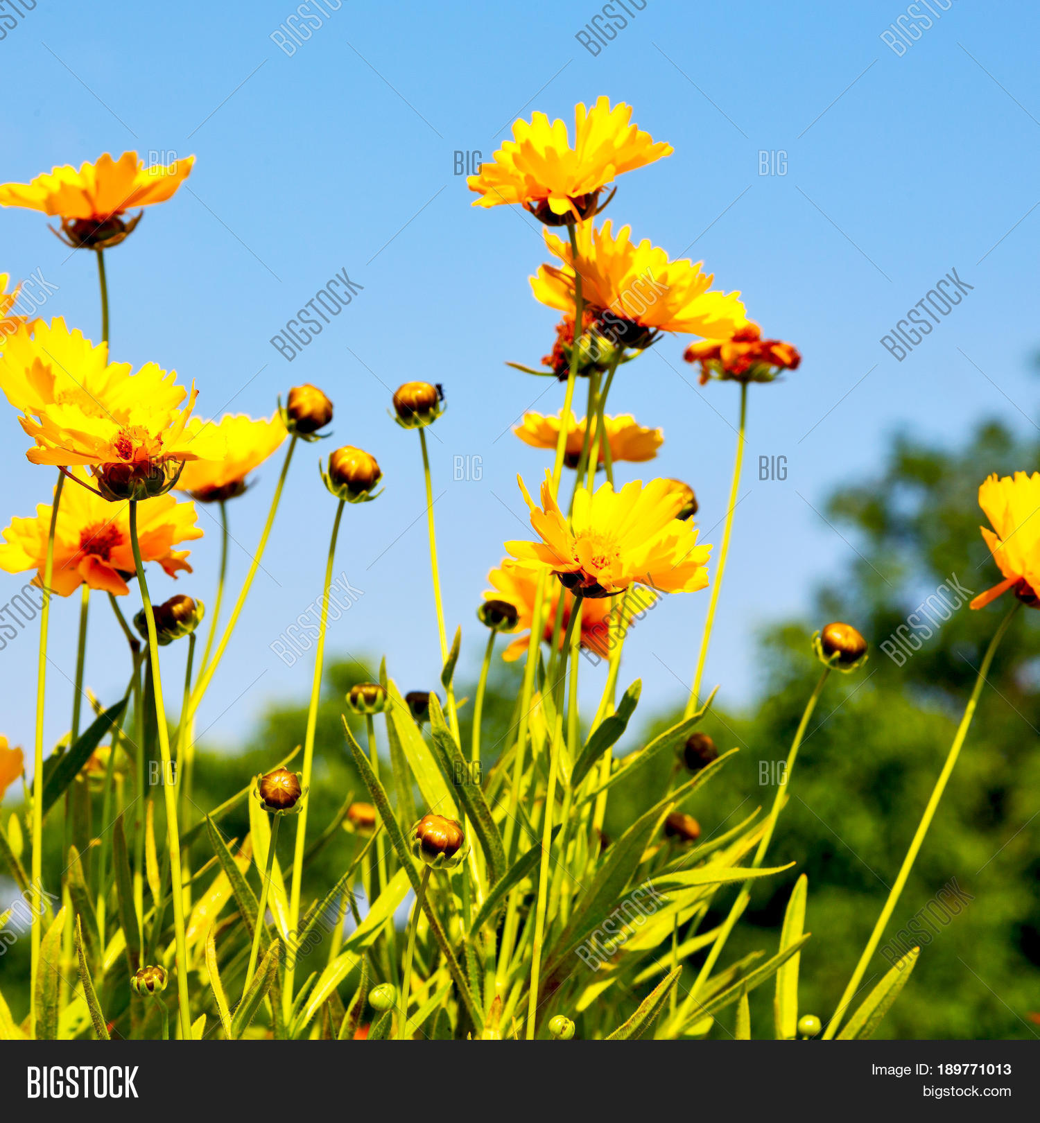 Italy Dasy Yellow Image & Photo (Free Trial) | Bigstock