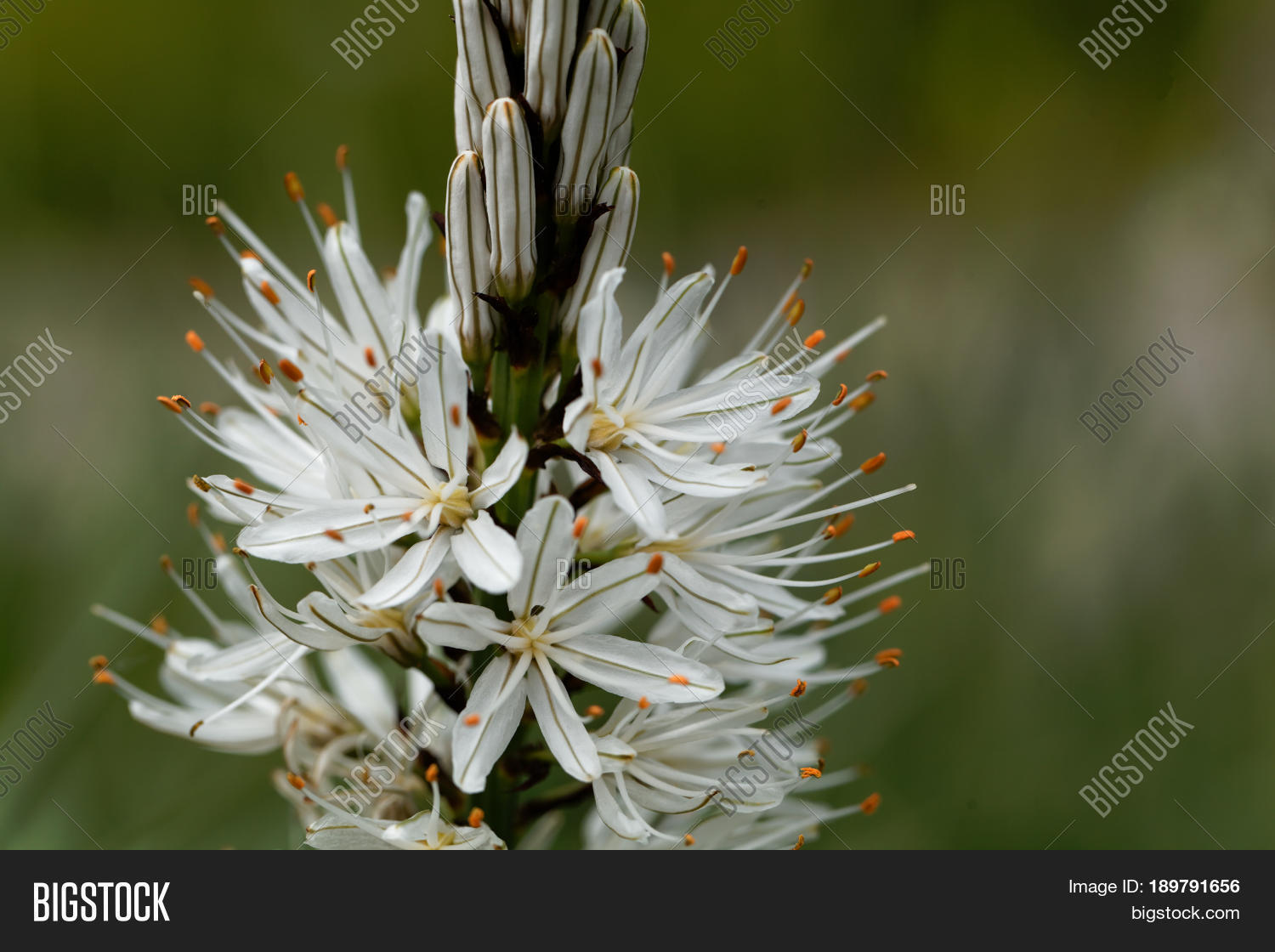 Flowers White Asphodel Image & Photo (Free Trial) | Bigstock