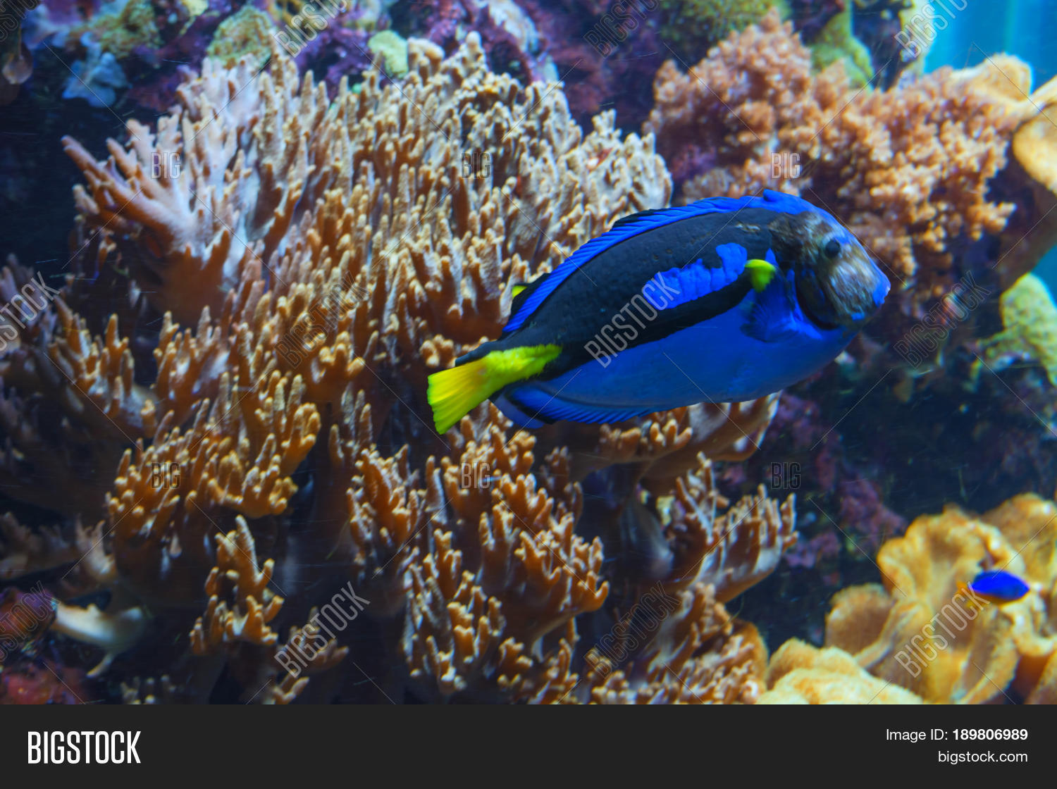 Underwater Shot Fish Image & Photo (Free Trial) | Bigstock