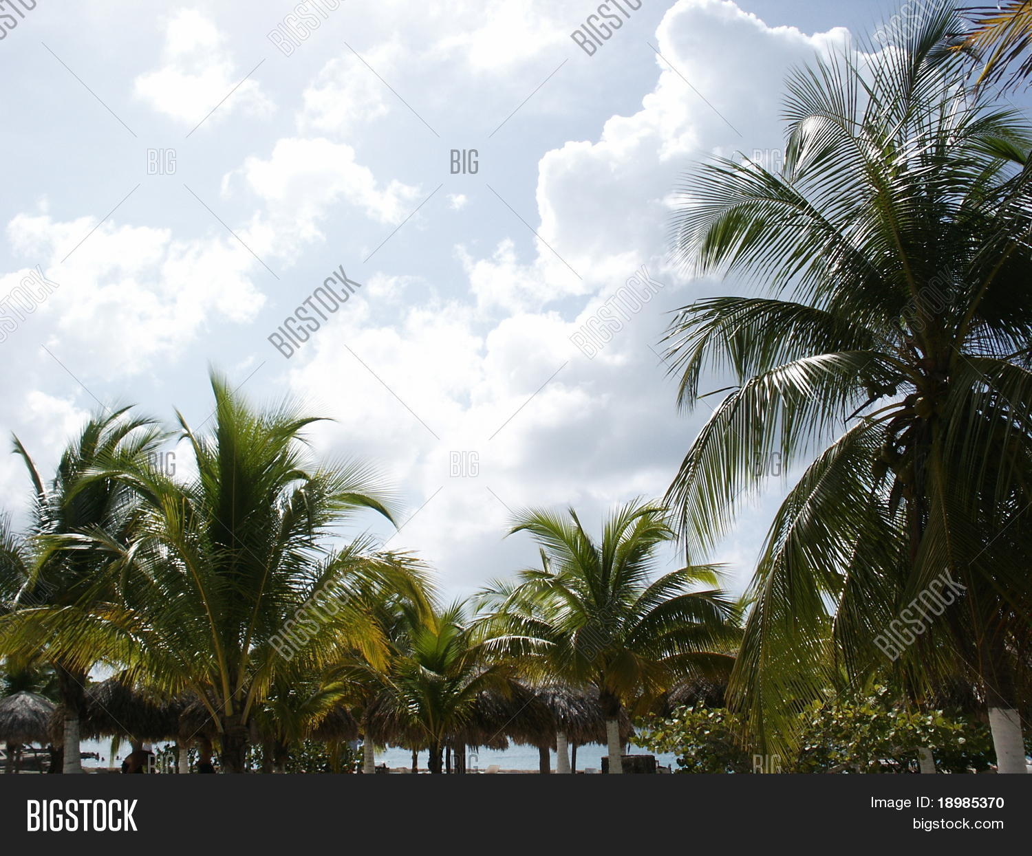 Tree Line On Beach Image & Photo (Free Trial) | Bigstock