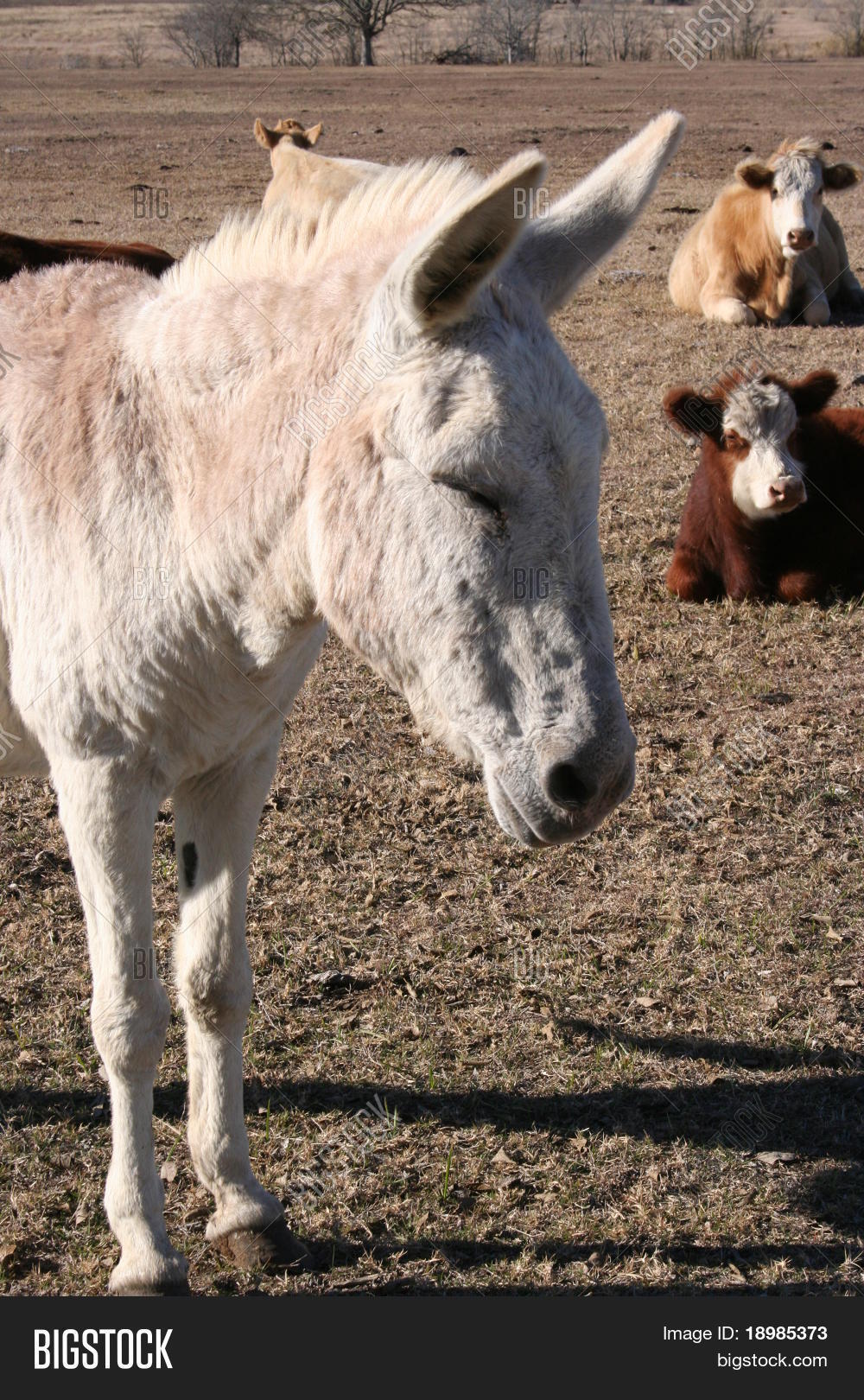 Donkey On Farm. There Image & Photo (Free Trial) | Bigstock