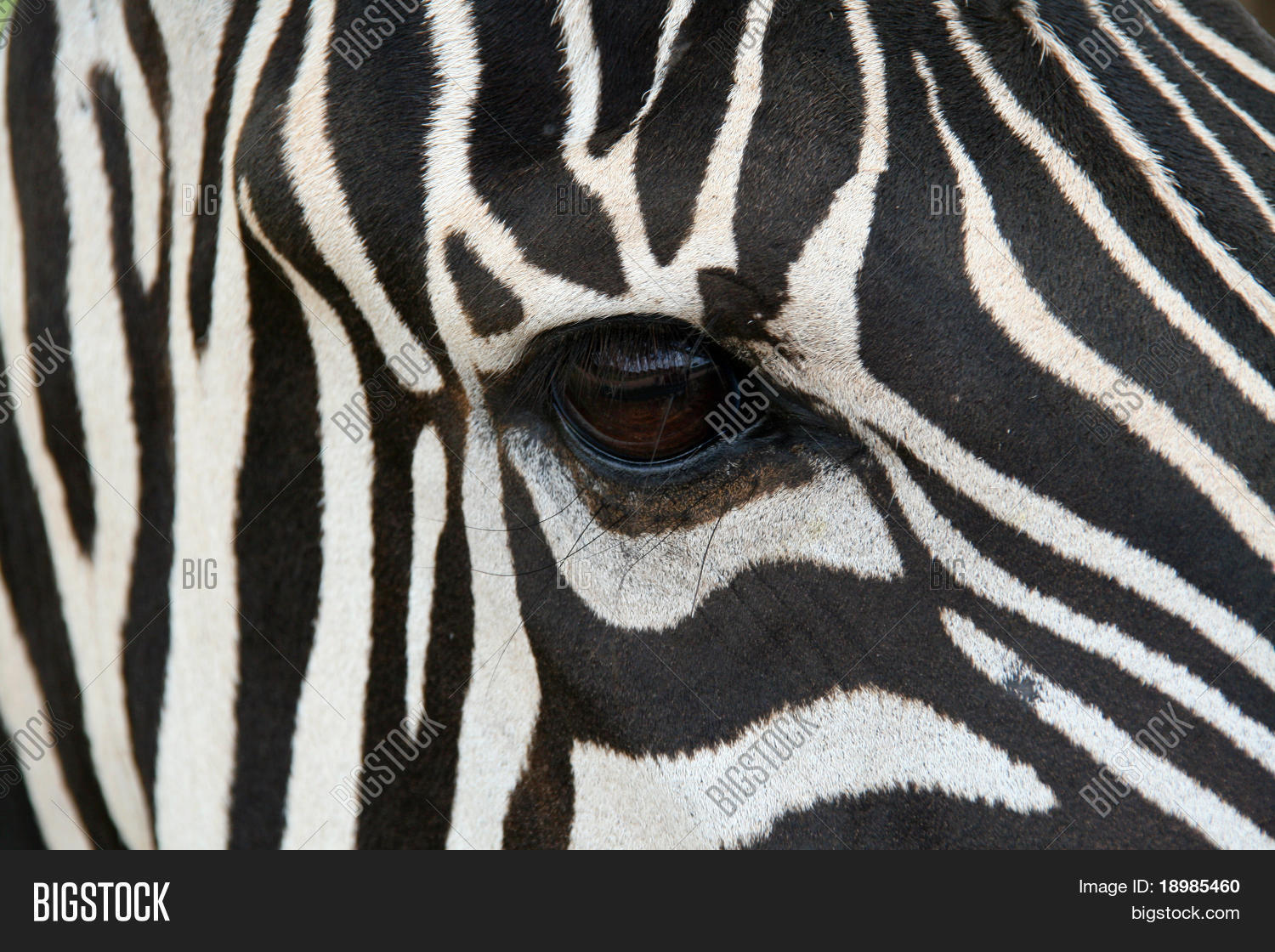 Zebra Face Close. Image & Photo (Free Trial) | Bigstock