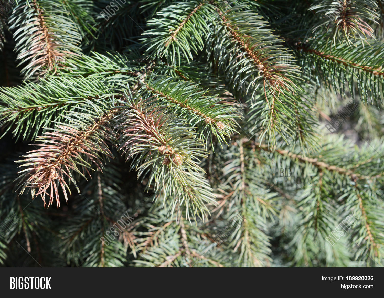 Sun Scald On Evergreen Image & Photo (Free Trial) | Bigstock