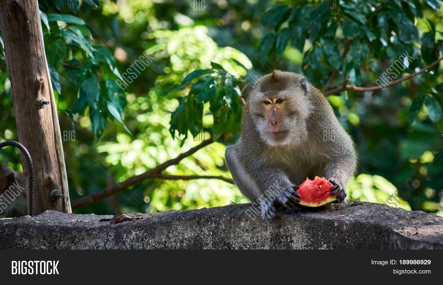Monkey Eats Watermelon Image & Photo (Free Trial) | Bigstock