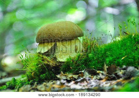 Boletus Reticulatus Image & Photo (Free Trial) | Bigstock