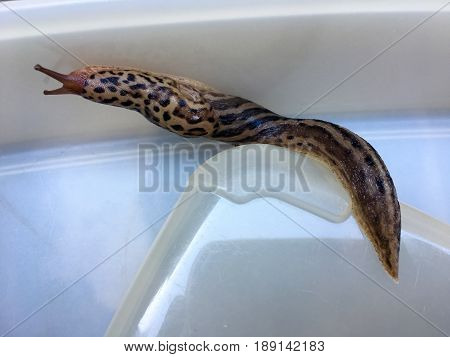 Large Adult Limax Image & Photo (Free Trial) | Bigstock