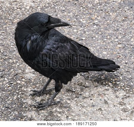 Raven Looking Food Image & Photo (Free Trial) | Bigstock