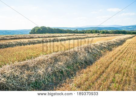 Stubble Field Image & Photo (Free Trial) | Bigstock