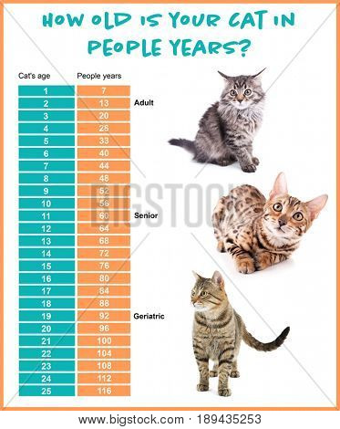 Pet Age Concept. Image & Photo (Free Trial) | Bigstock